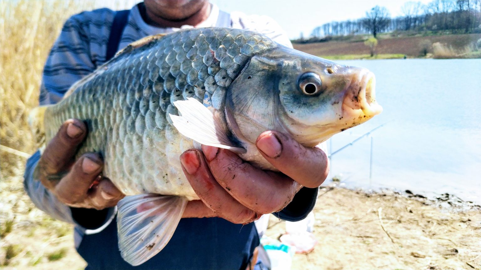 Prussian Carp Fishing Records | FishBook